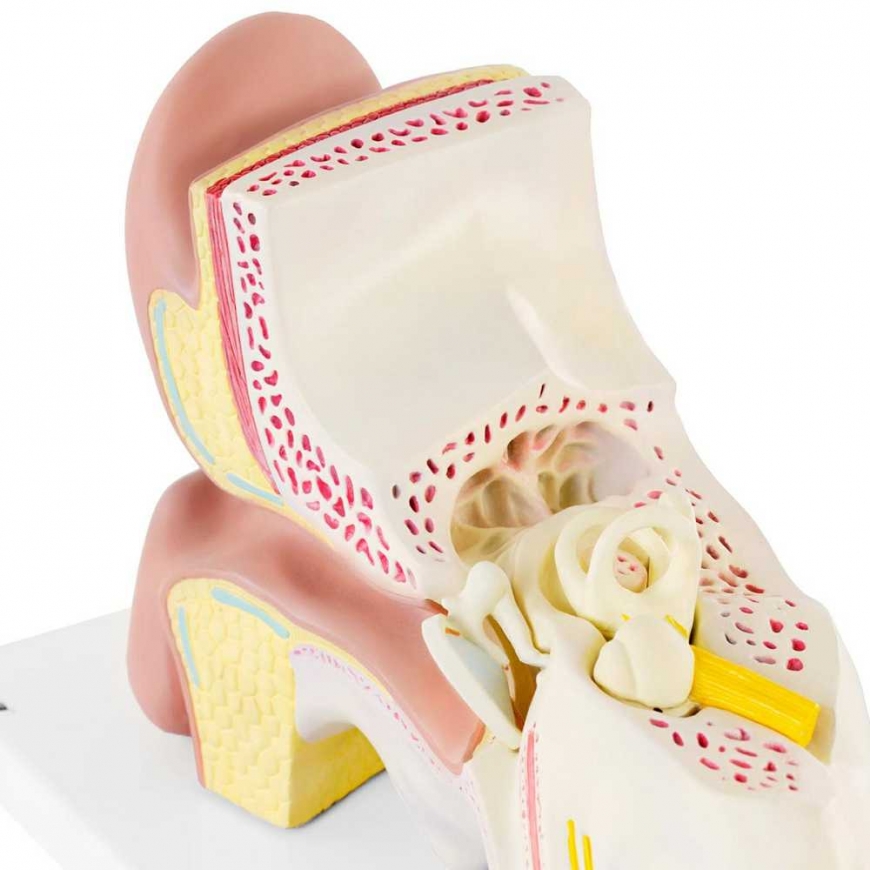 Physa 3D anatomical model of the human ear with removable elements ...