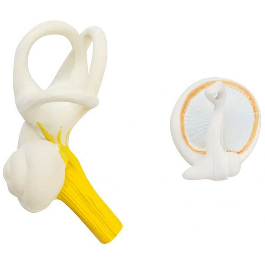 Physa 3D anatomical model of the human ear with removable elements ...
